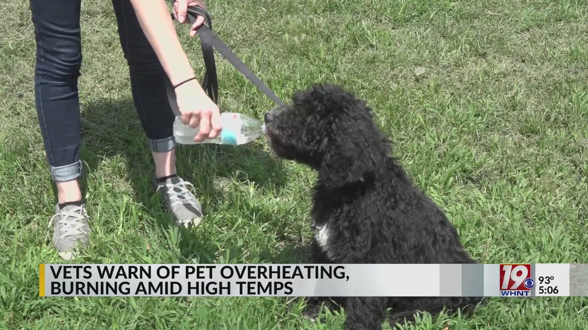 Vet Warns Of Pets Overheating Amid High Temperatures – WHNT.com