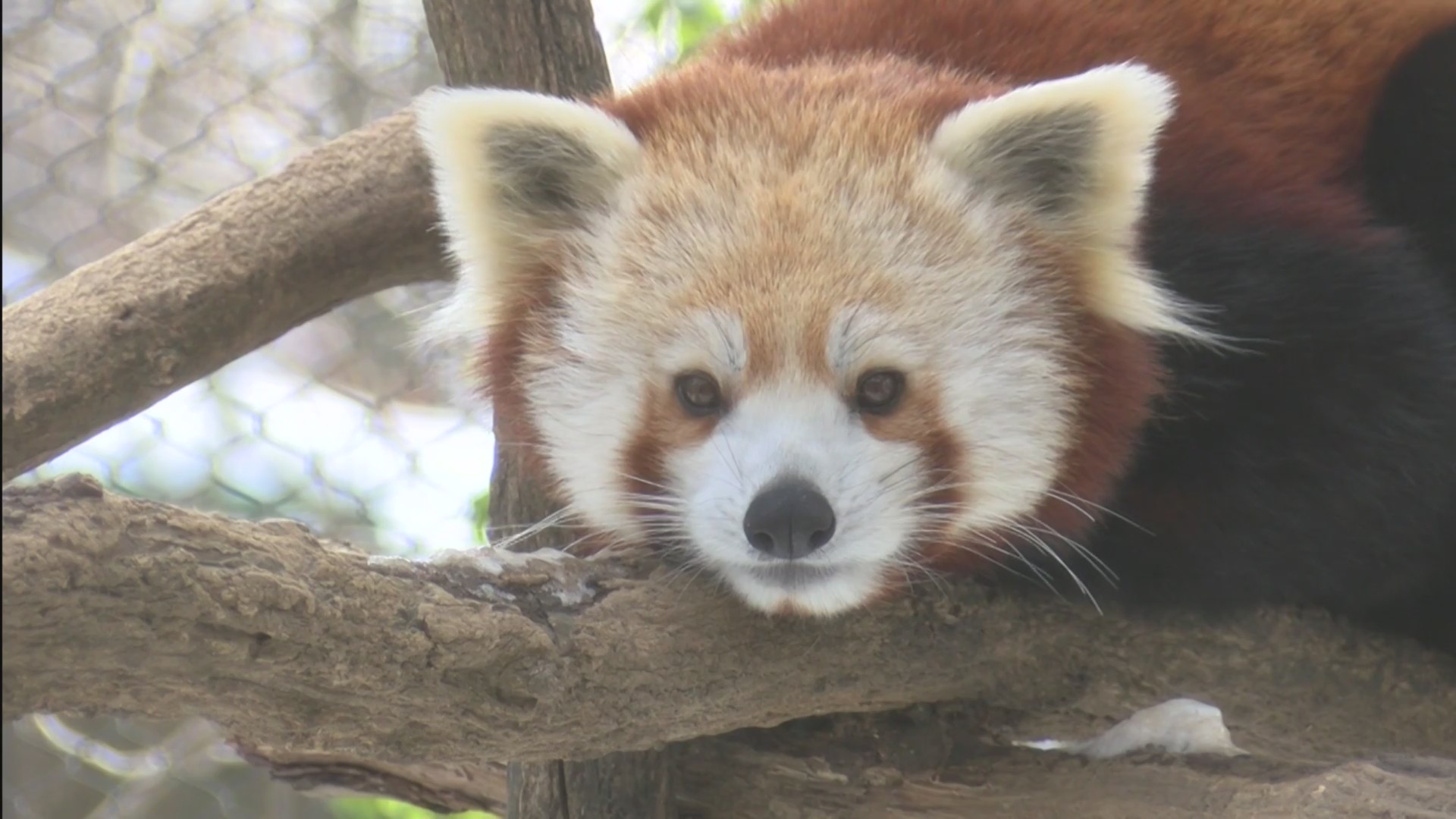 Erie Zoo announces three new species of animals – WJET/WFXP/YourErie.com