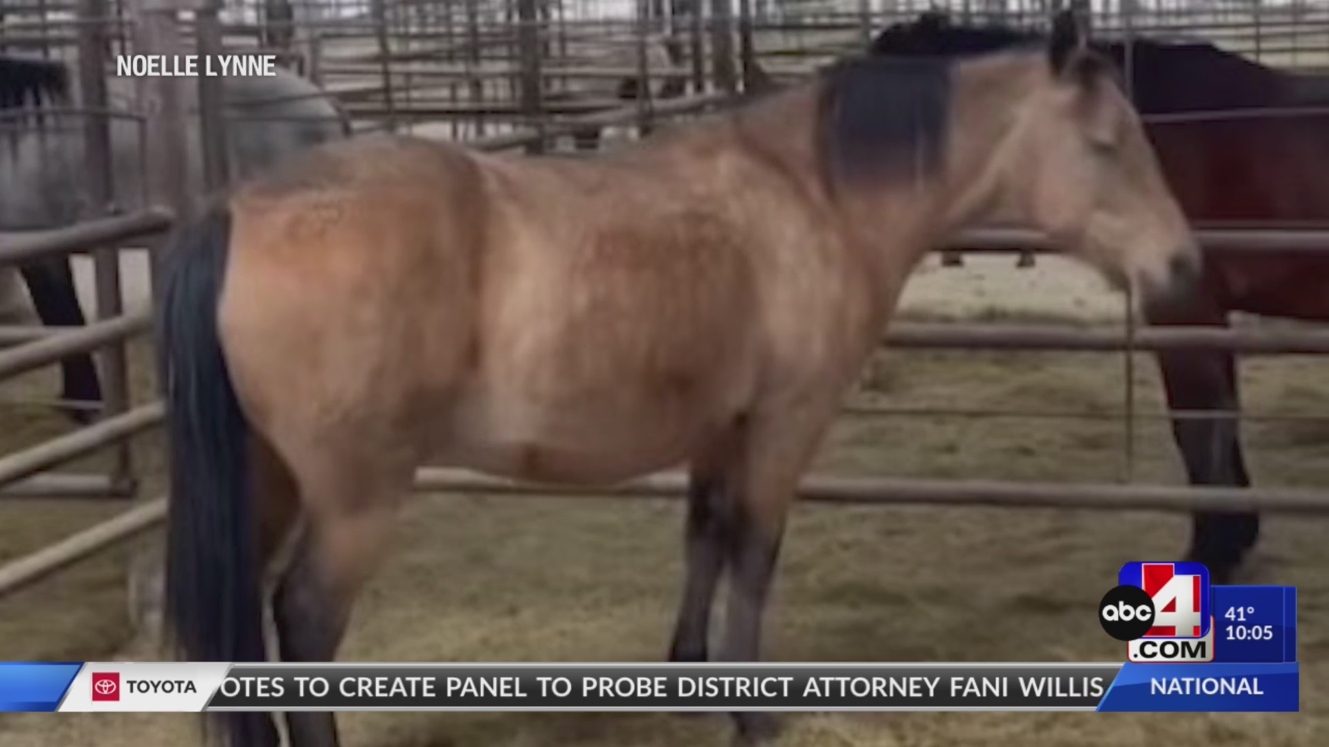 Utah woman trying to rescue horse bound for slaughter – ABC4 Utah