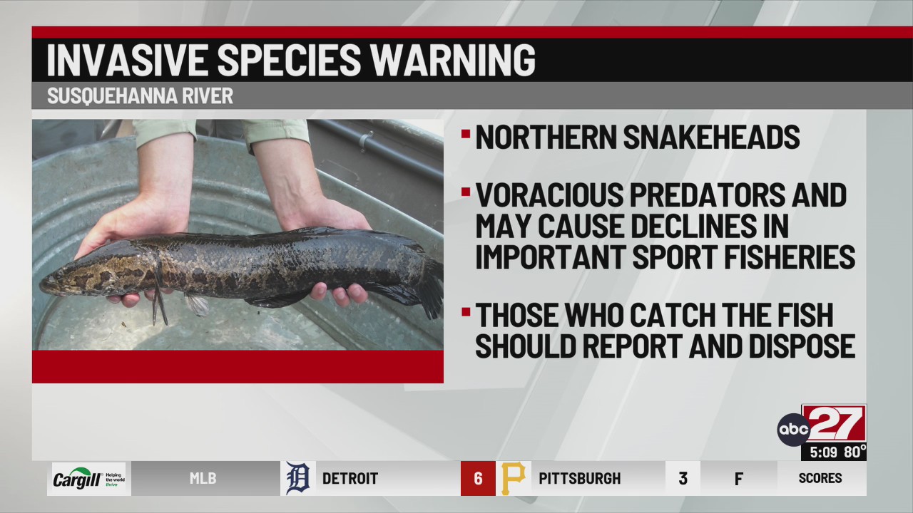 Invasive snakehead fish – ABC27
