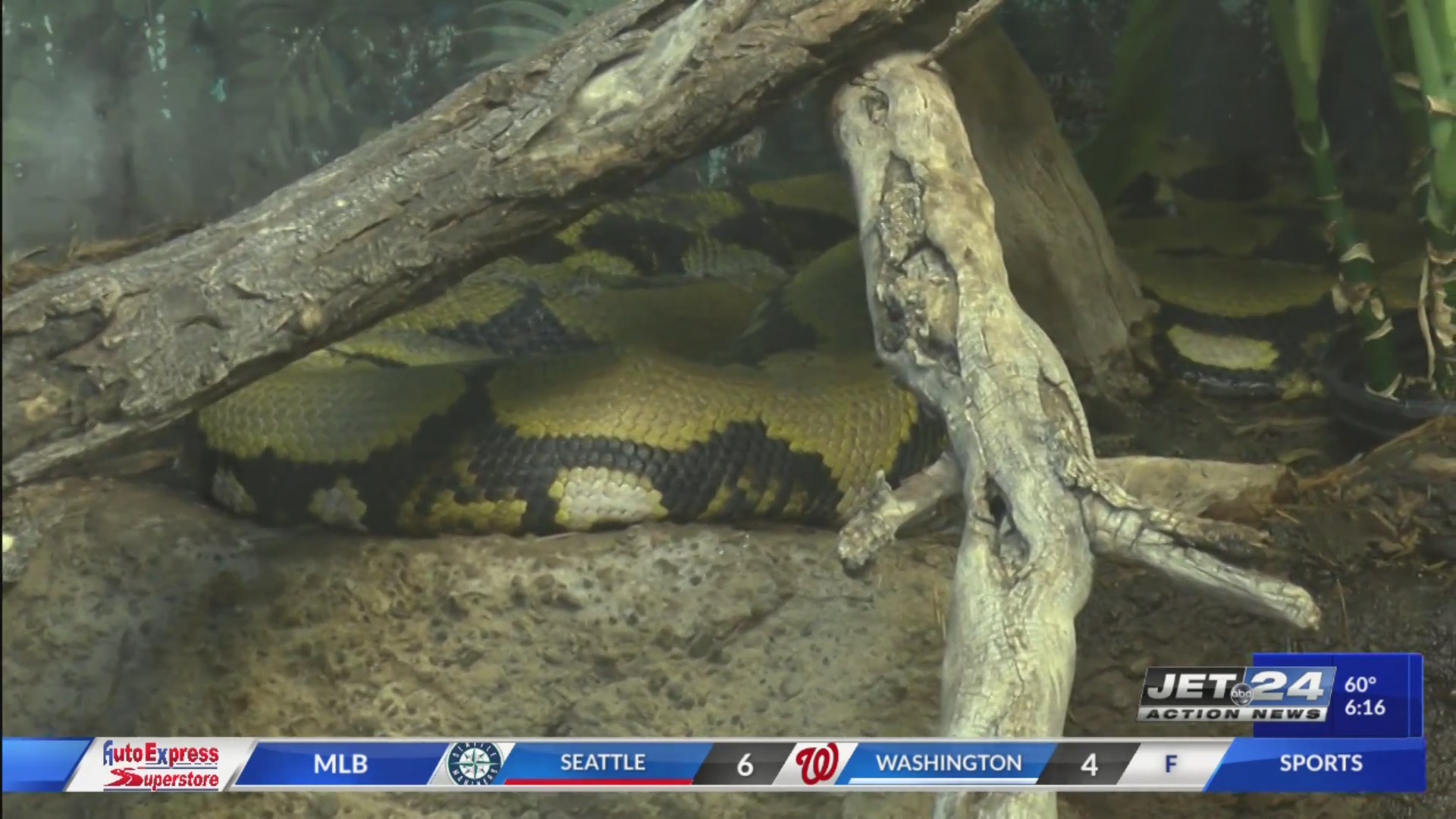 Wild Stuff: Facts about snakes ahead of World Snake Day – WJET/WFXP ...