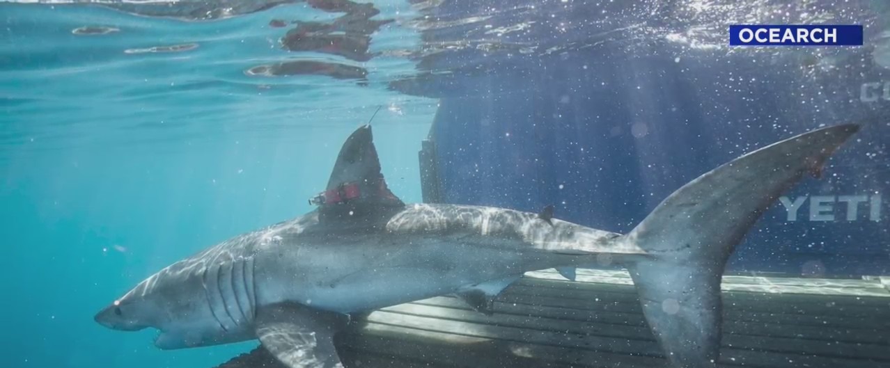 Sharks spotted at local beaches over Memorial Day – PIX11