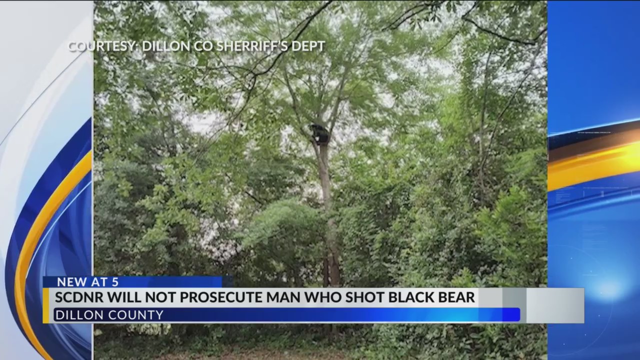 Man who shot bear in Dillon will not be charged, SCDNR officials say – WBTW