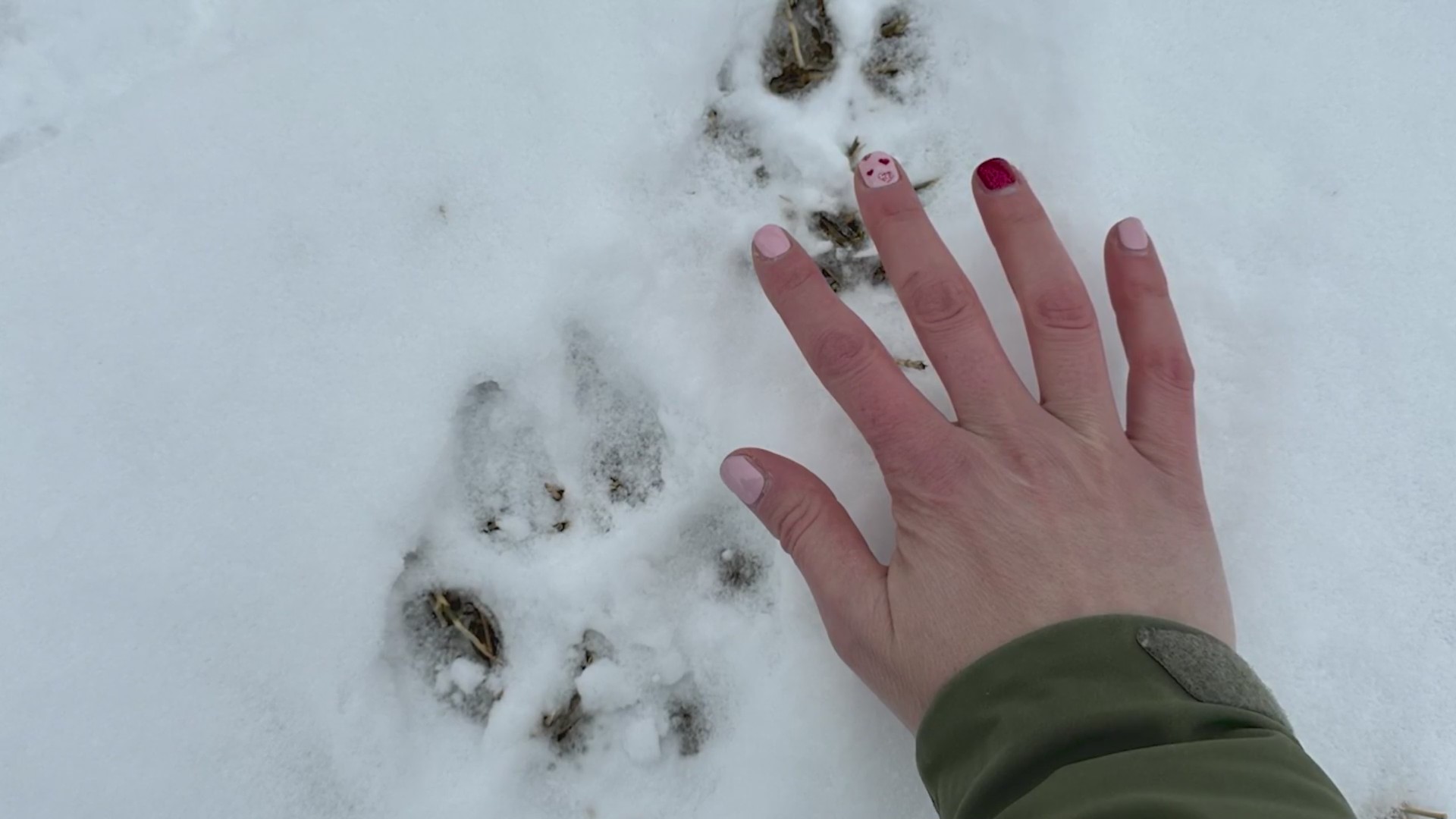 Wolf tracks spotted a mile from ranch in Moffat County – FOX31 Denver