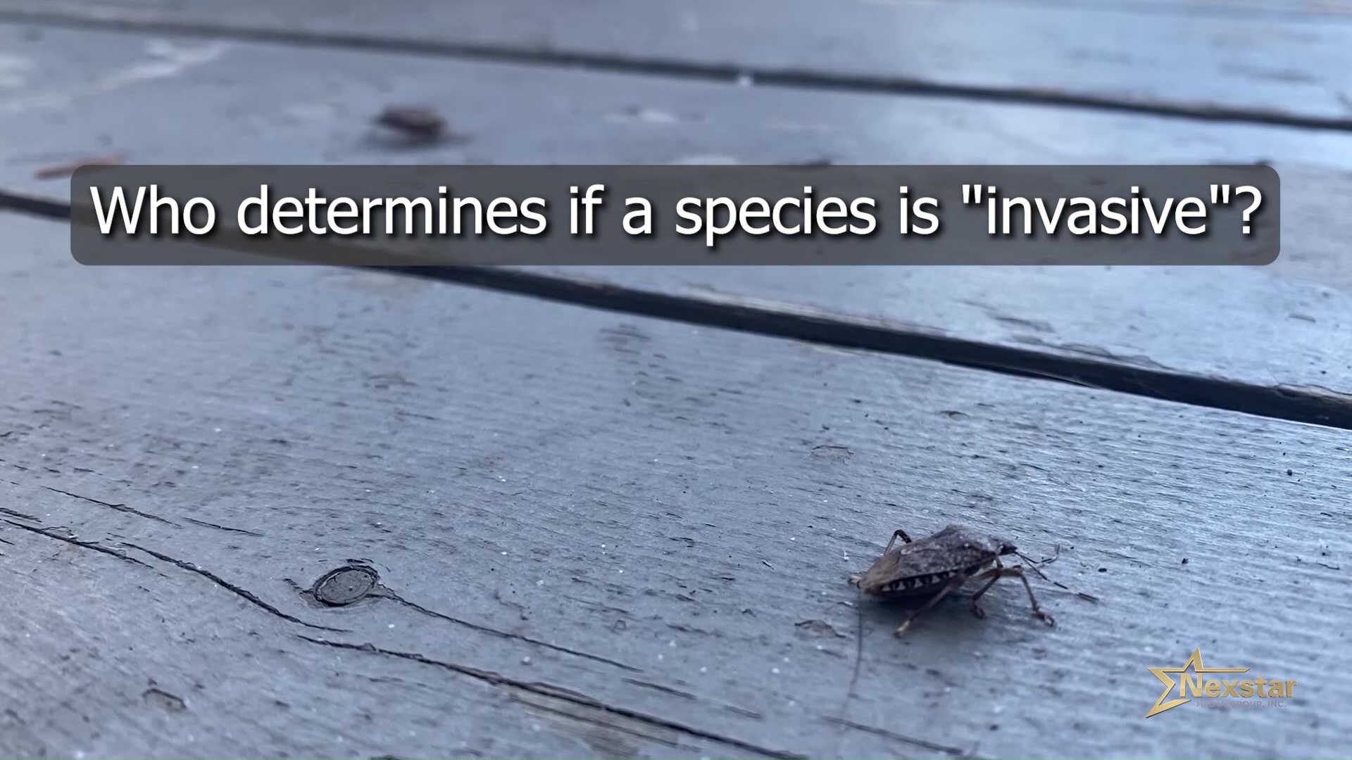 Who Determines When A Species Is Invasive – WFLA