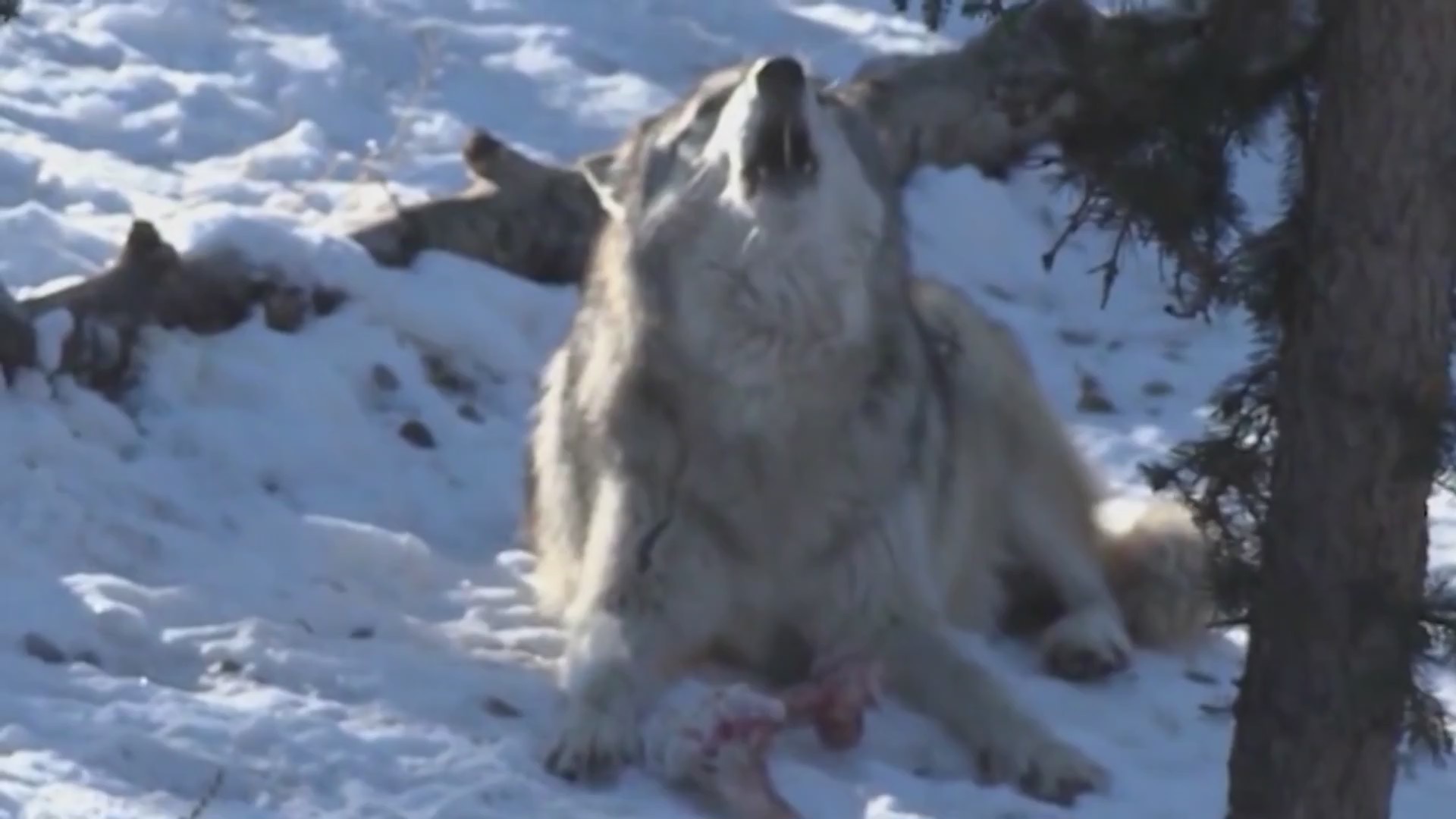 Where gray wolves are moving in Colorado – FOX31 Denver