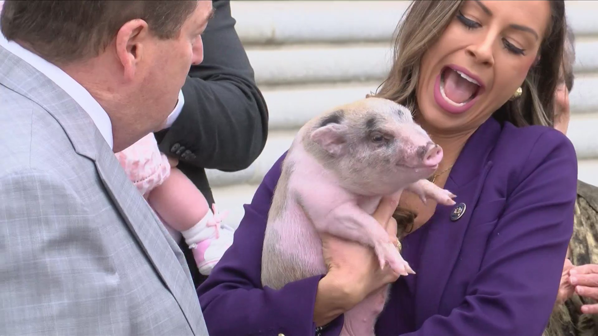 Lt. Governor pardons baby pig in the capital city, after being tossed ...