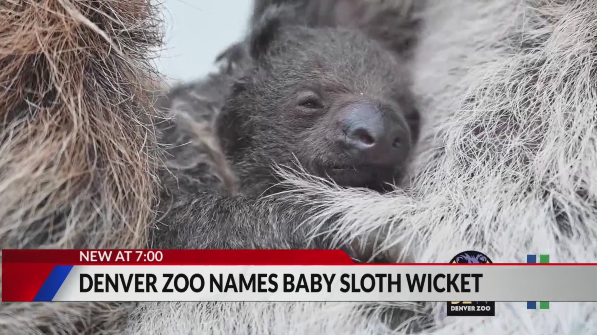 Denver Zoo names baby sloth – FOX31 Denver