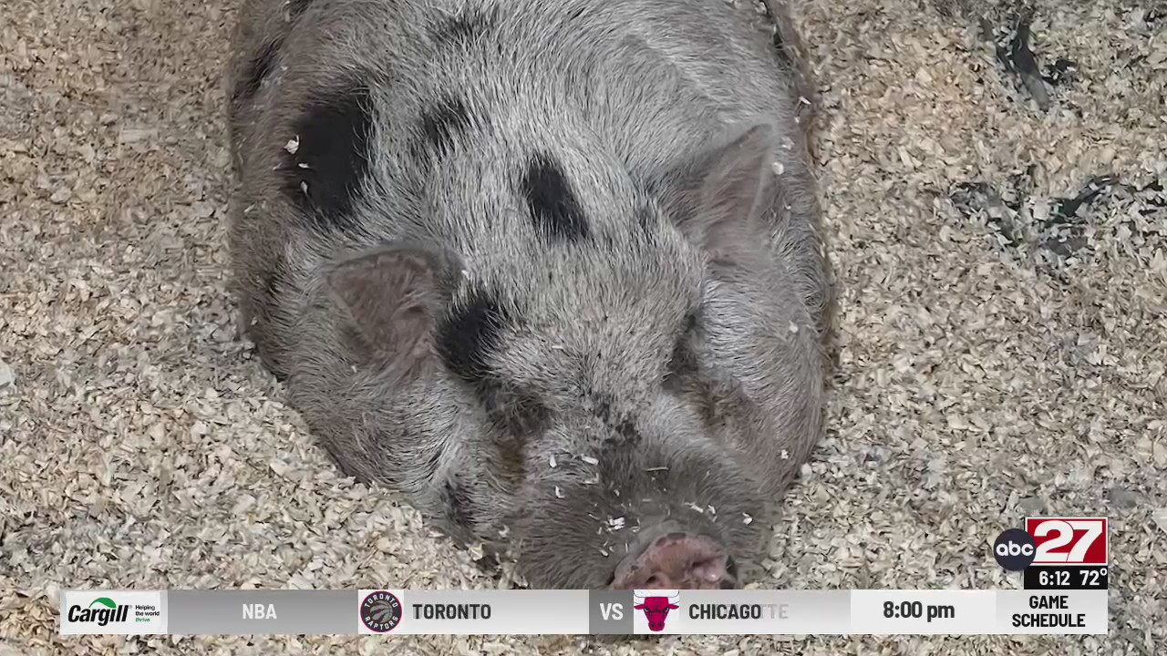 Kevin Bacon the pig is on the loose – ABC27