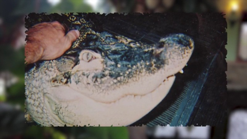 Hamburg man fighting to bring gator home after reptile seized by DEC – WTRF