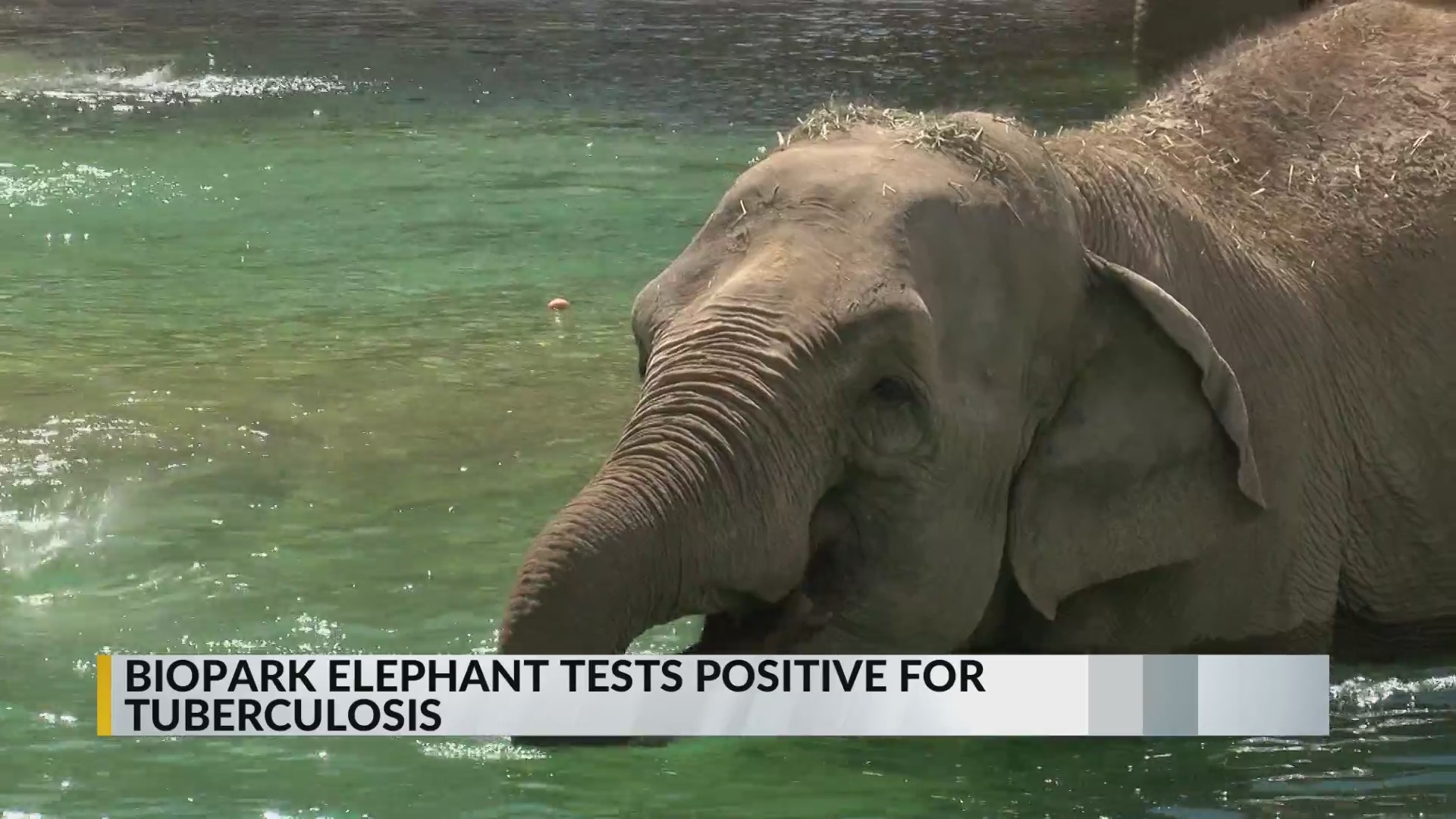 Elephant at Albuquerque BioPark tests positive for tuberculosis – KRQE ...