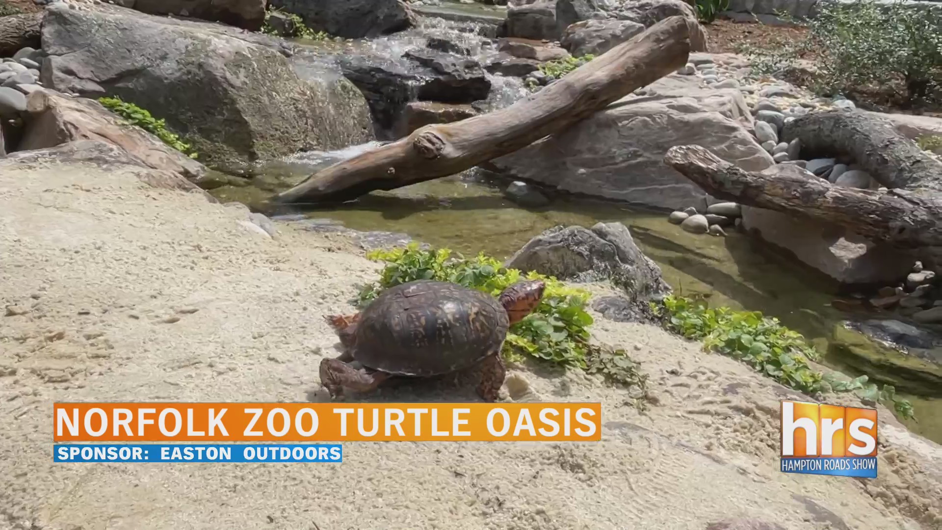 Turtle Oasis