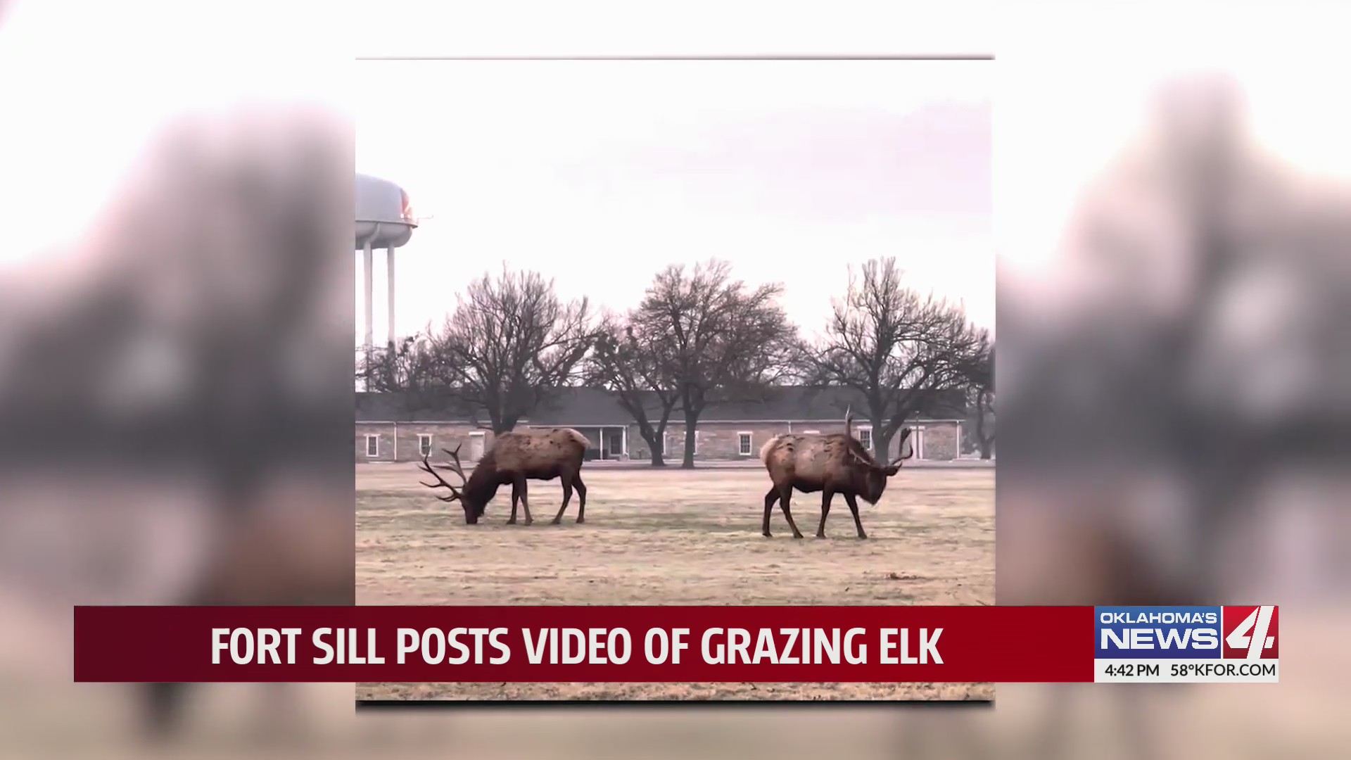 Fort Sill posts video of grazing elk – KFOR.com Oklahoma City