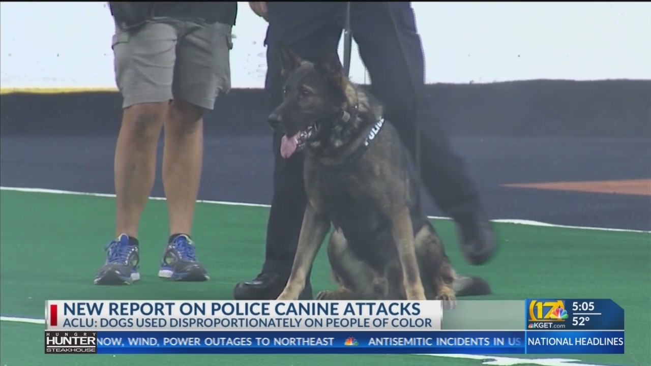 89% of police dog attacks in Bakersfield ‘severely injured’ Black or ...