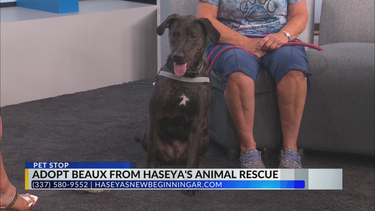Meet Your Neighbor Pet Stop: Beaux from Haseya’s Animal Rescue – KLFY.com