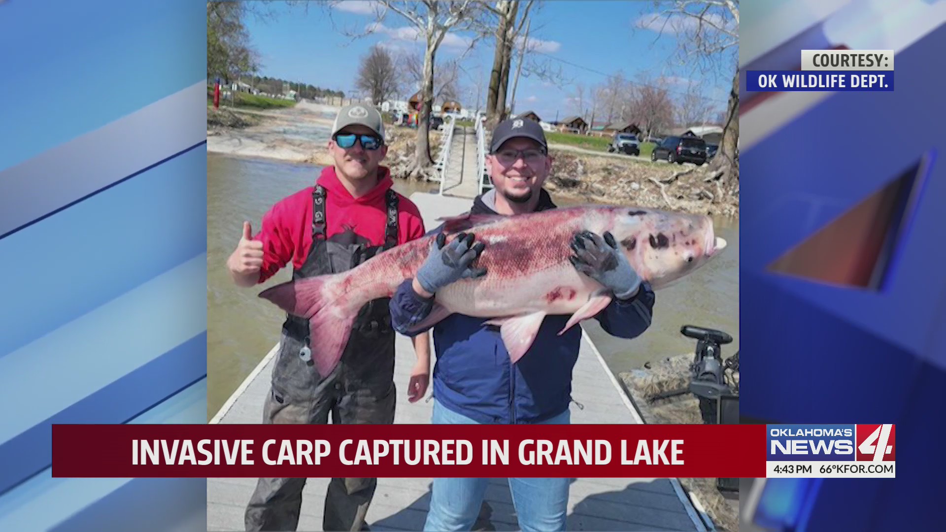 Invasive carp captured in Grand Lake – WKRN News 2
