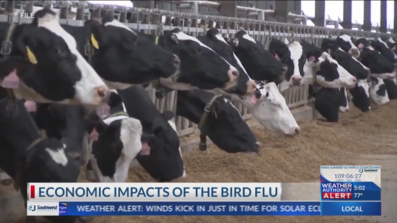 Economic impacts of the Bird Flu – KTSM 9 News