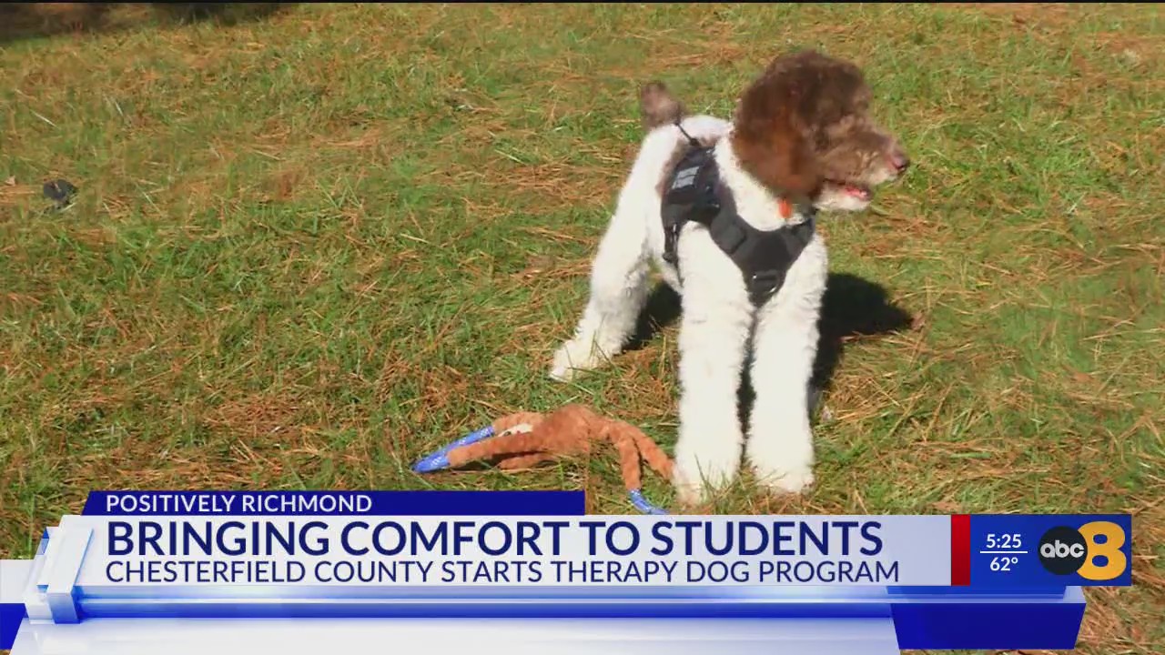 Meet ‘Magic’: Chesterfield County Public Schools’ new therapy poodle ...