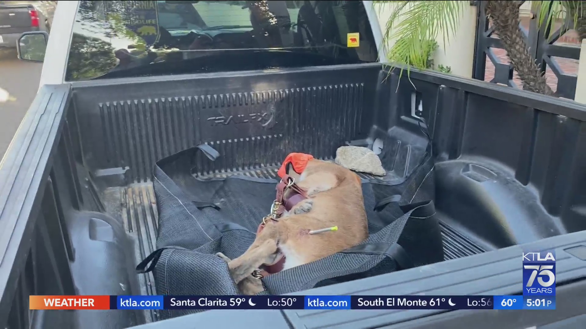 Elusive mountain lion roaming Brentwood for hours finally captured – KTLA