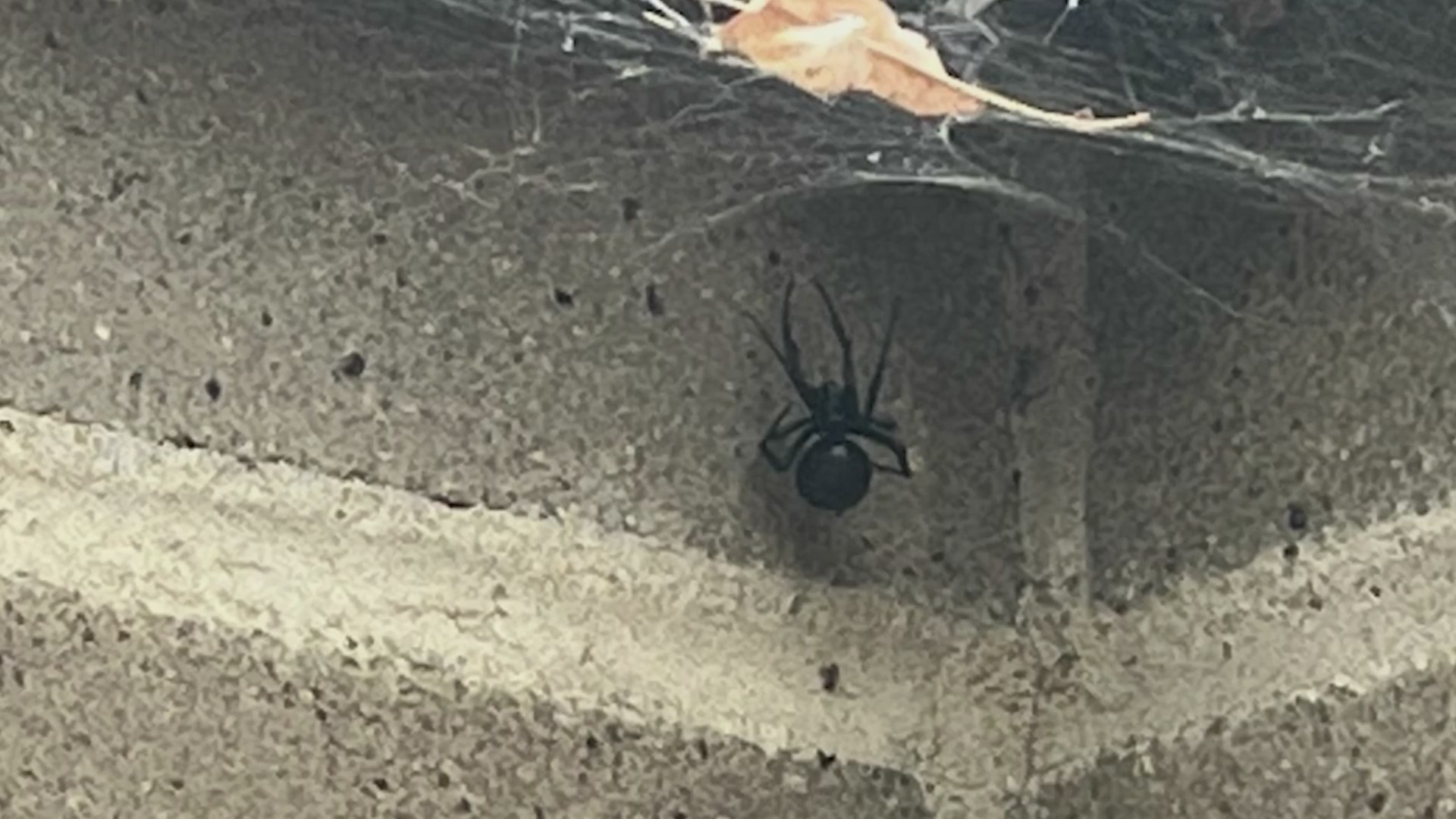 Wet weather causes black widow spiders to multiply – FOX31 Denver