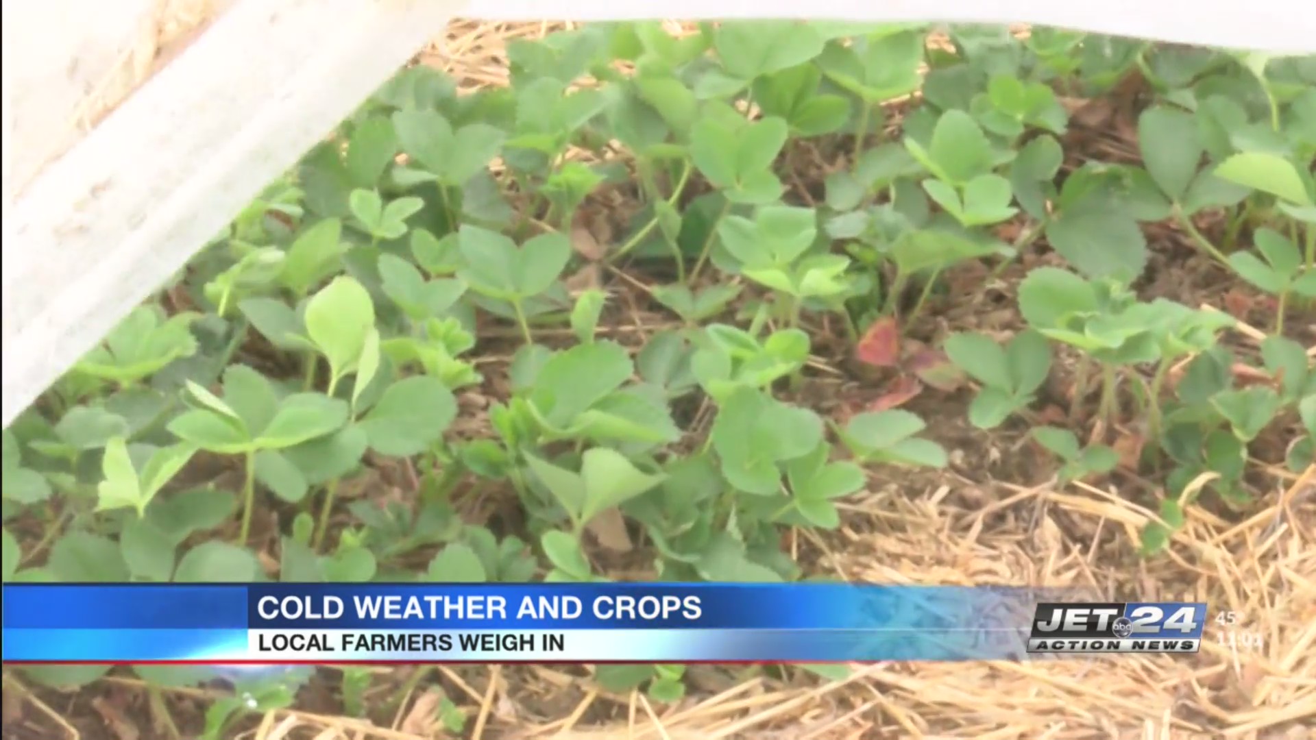 Upcoming cold weather creates nightmares for local farmers – WJET/WFXP ...