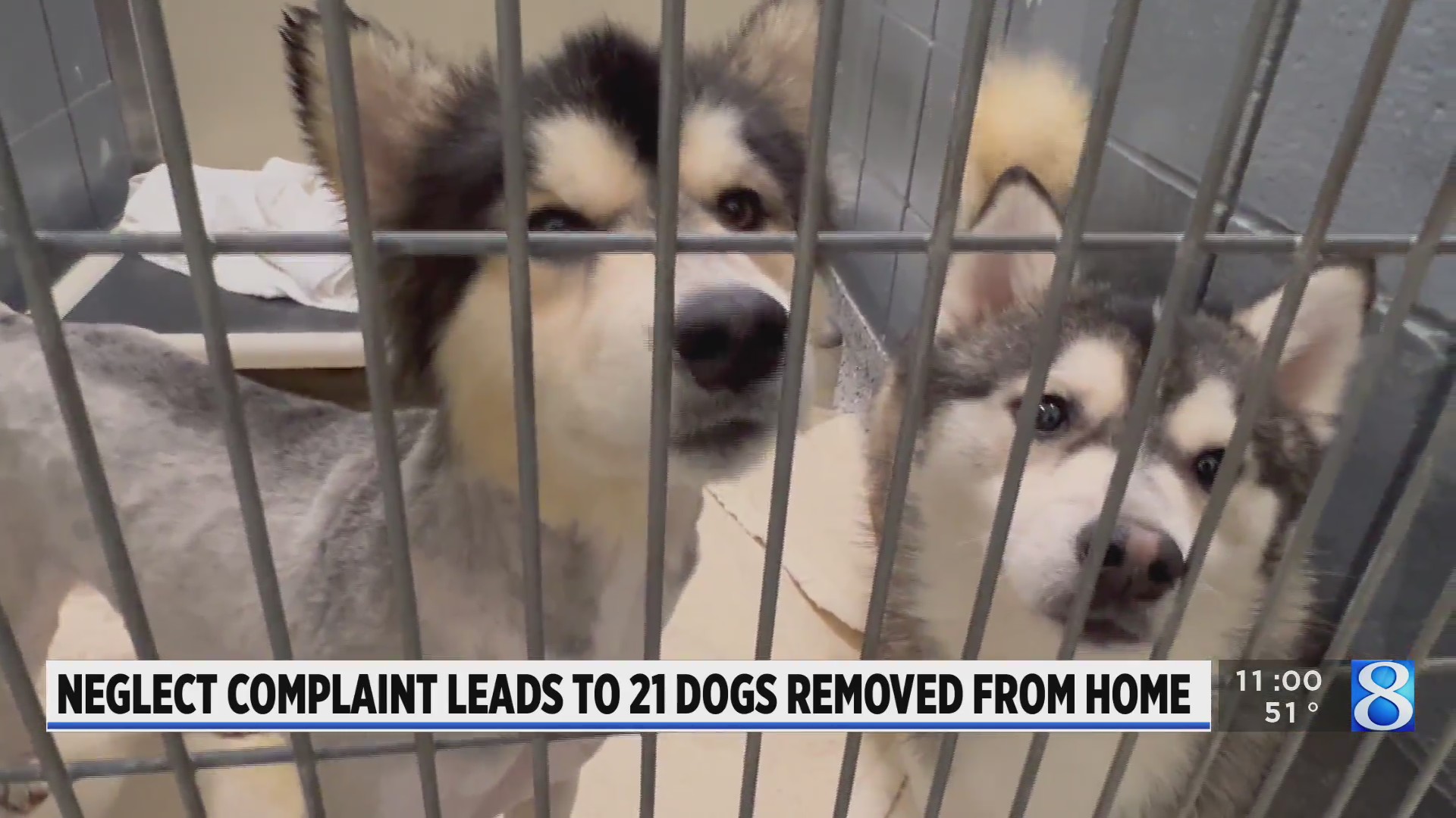Neglect complaint leads to 21 dogs removed from home – WLNS 6 News