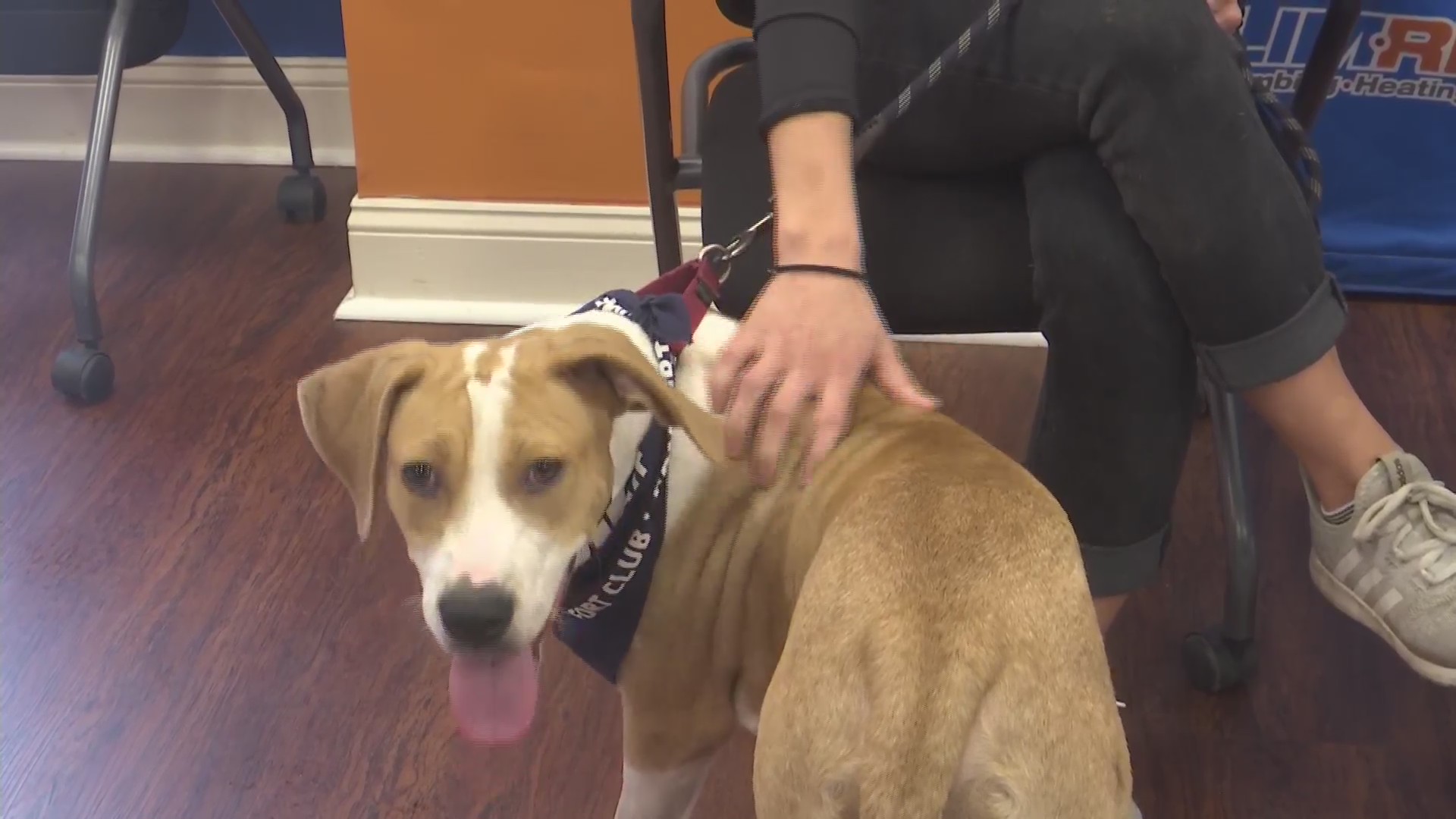 Clear the Shelters: Dogs up for adoptions from Dorchester Paws – WCBD ...