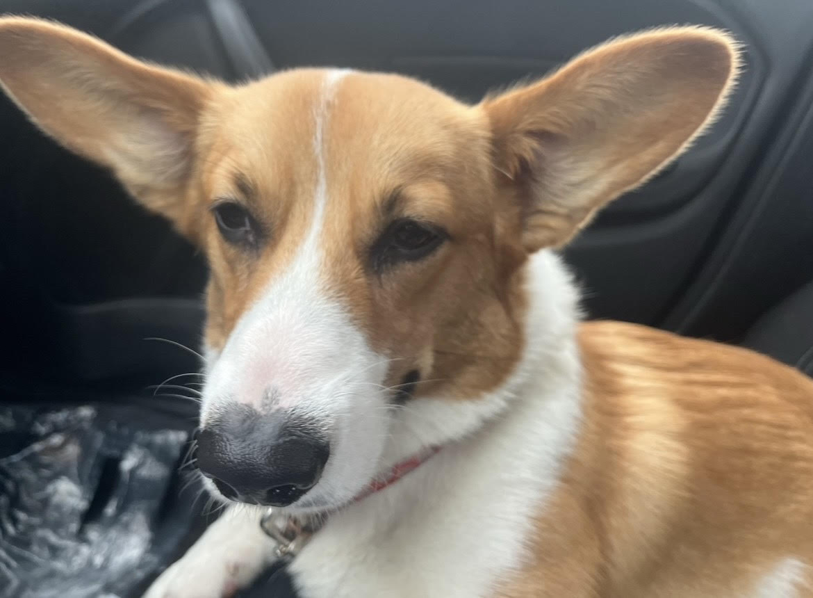 Ohio ‘superstar’ corgi, Sushi, goes viral in TikTok showing pain meds ...