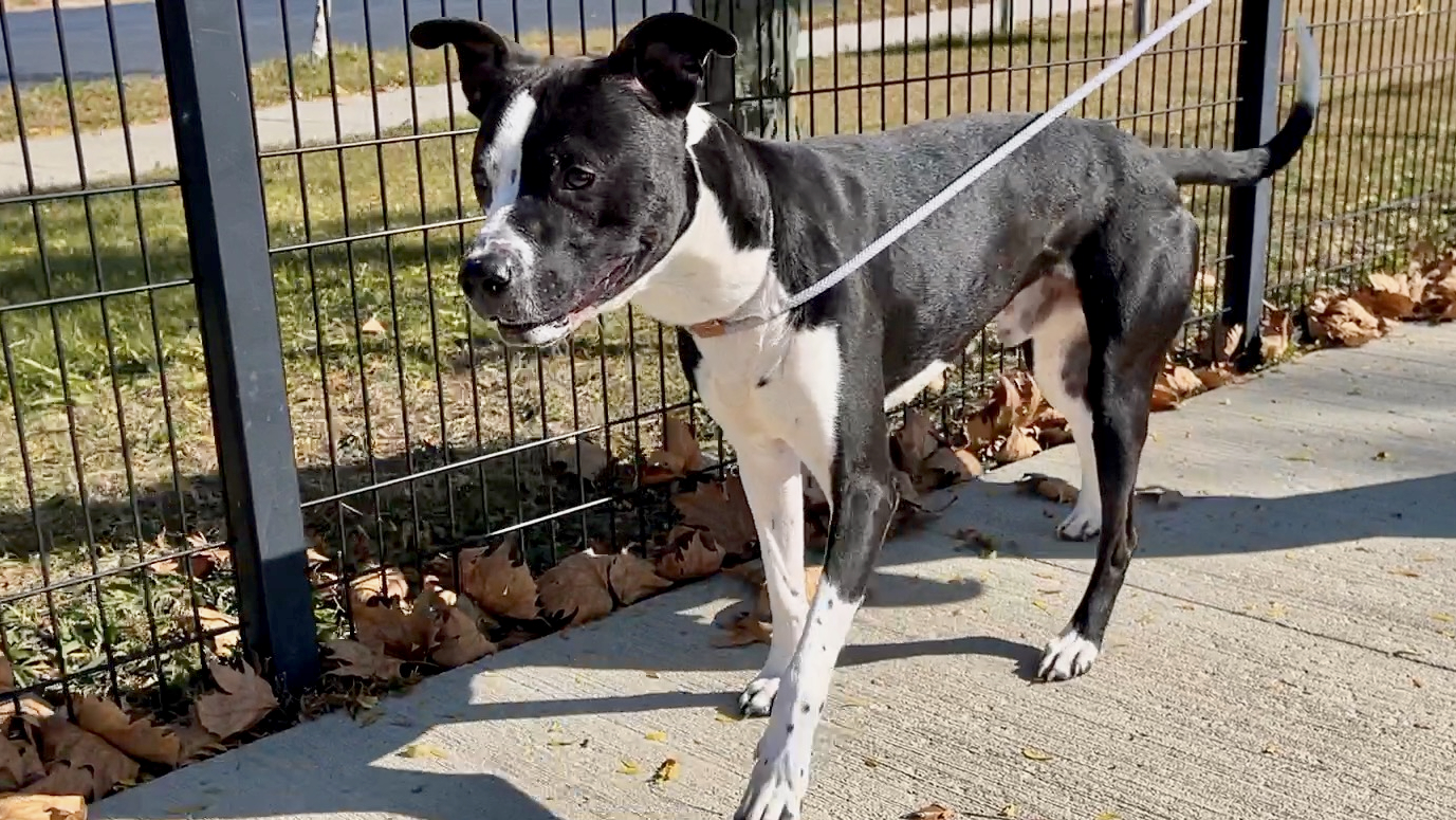 Adopt ‘West’ for some direction and constant companionship – NBC4 WCMH-TV