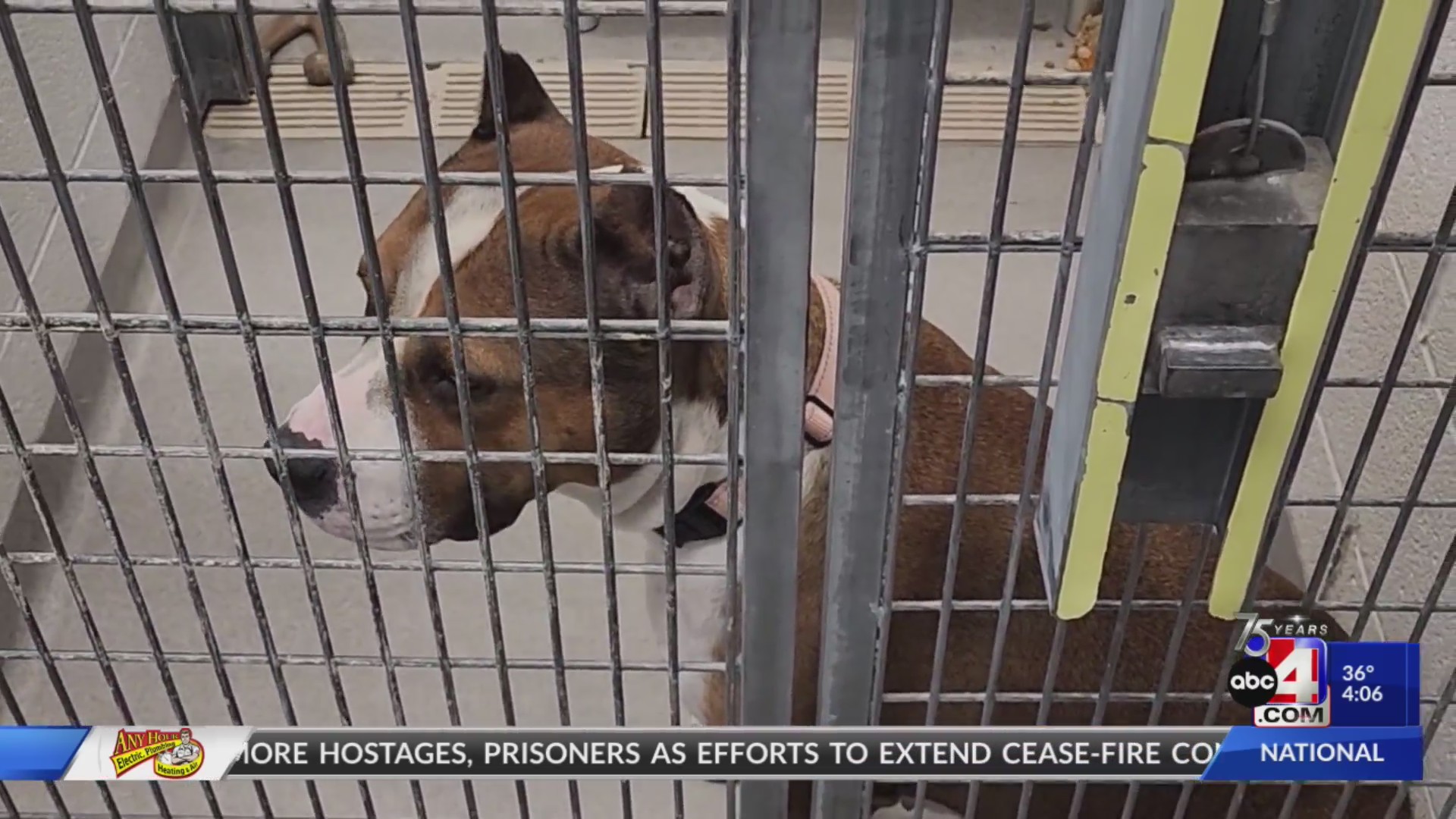 How volunteers are improving the lives of animals at Salt Lake County ...