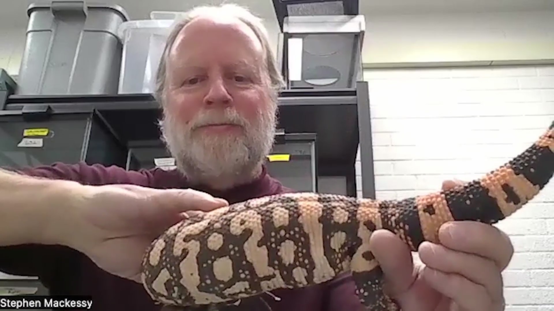 Experts weigh in after Gila monster bites, kills Colorado man – FOX31 ...