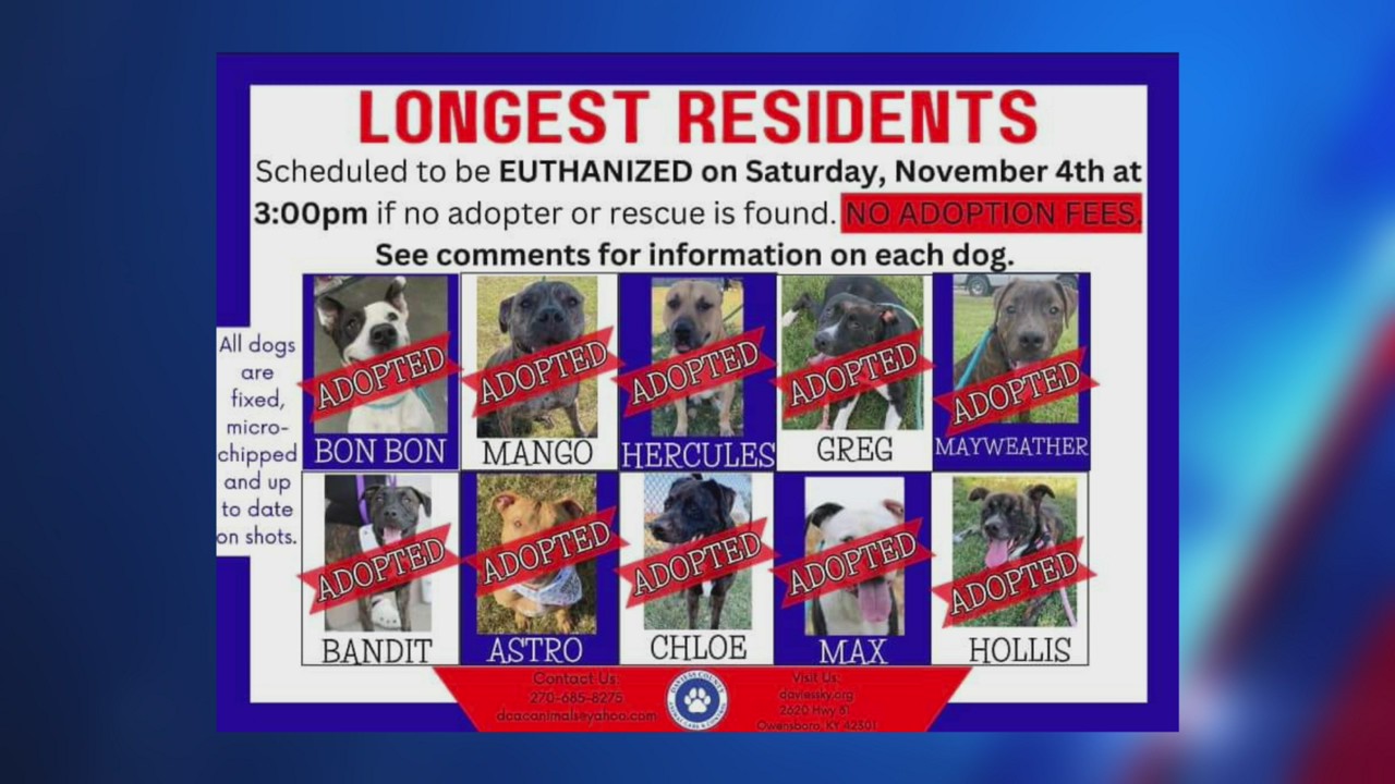 All 10 dogs saved from euthanasia risk at Daviess Co. Animal Control ...