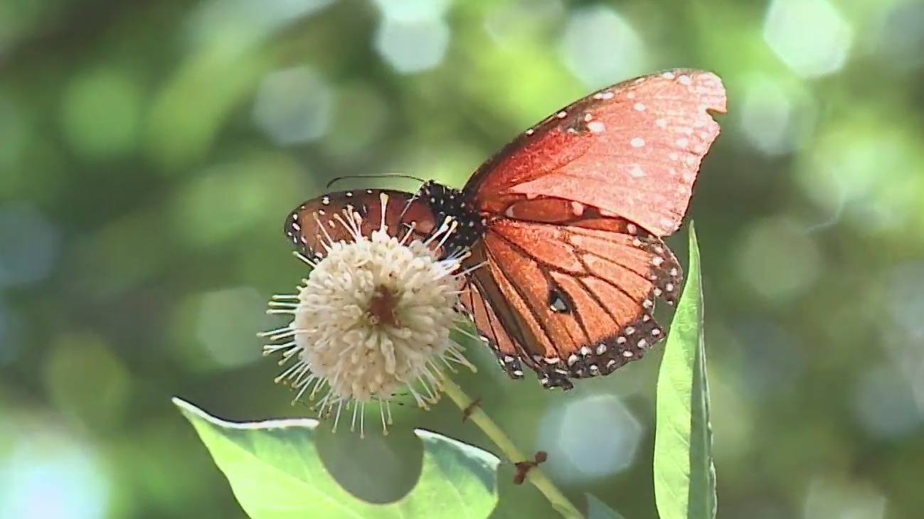 Monarch butterflies are heading toward Central Texas – what you need to ...