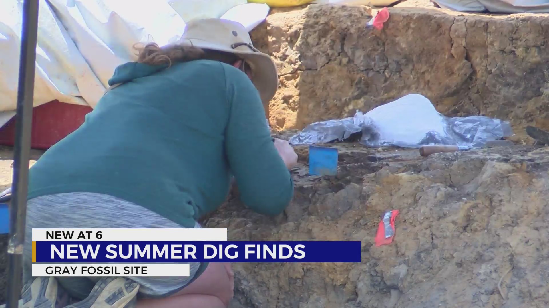 Pieces of young rhinoceros and rare tortoise found at Gray Fossil Site ...