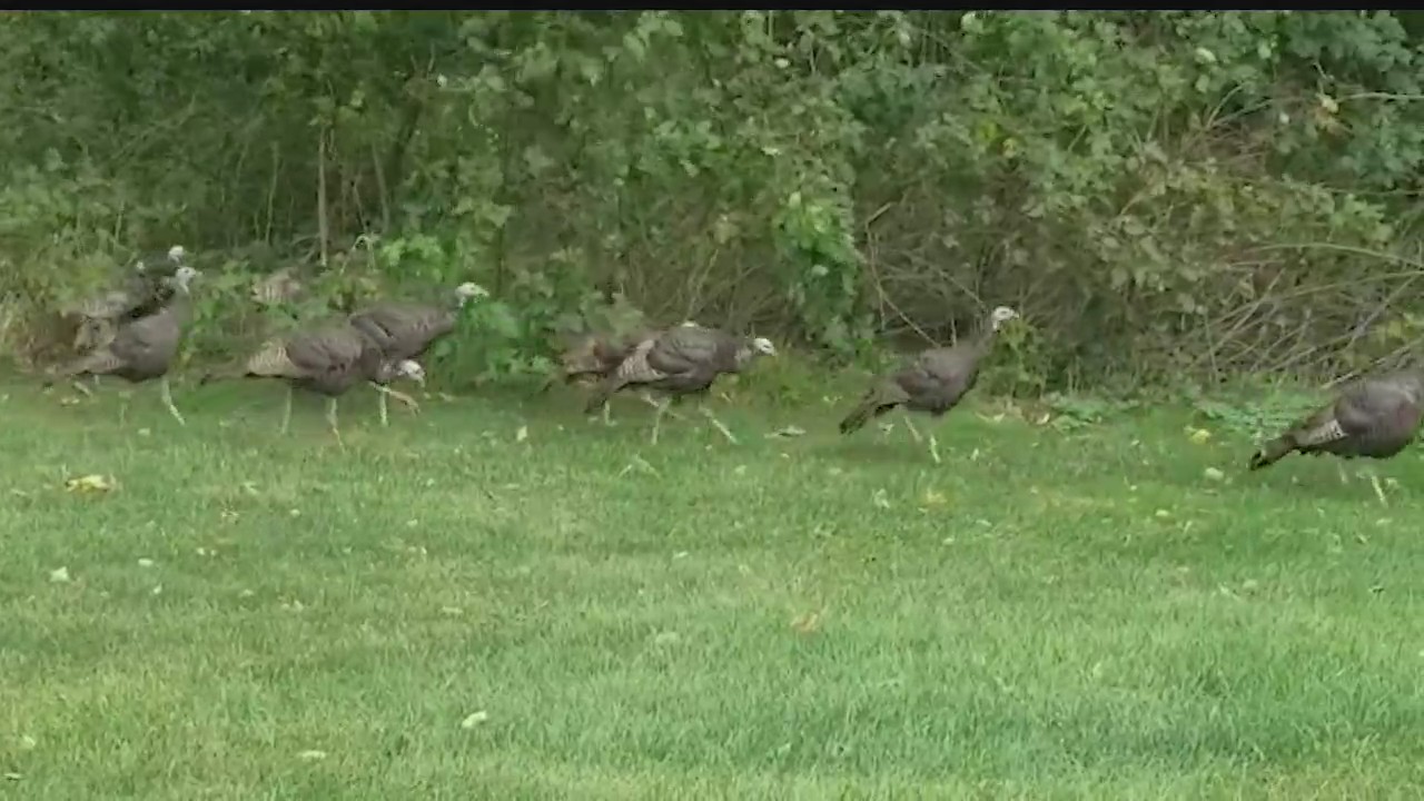 Ohio wild turkey hunting season returns – WKBN.com