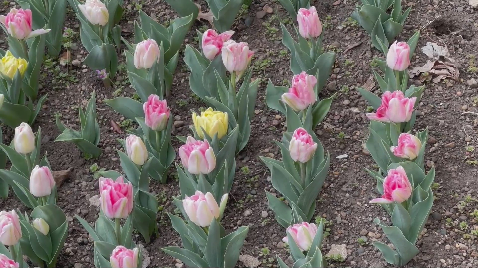 Pella to bring back wooden tulips for this year’s Tulip Time Festival ...