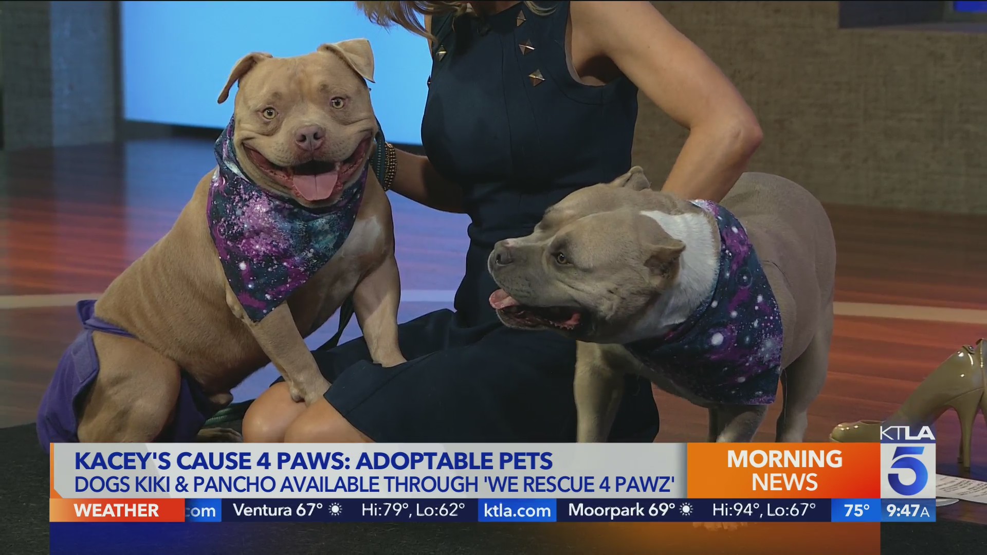Kacey’s Cause: 4 Paws meets adoptable dogs Kiki and Pancho – KTLA