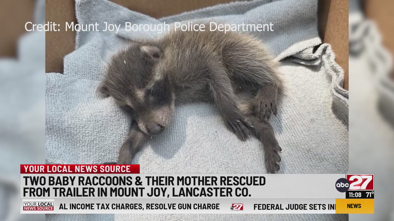 Raccoons rescued by police in Lancaster County – ABC27