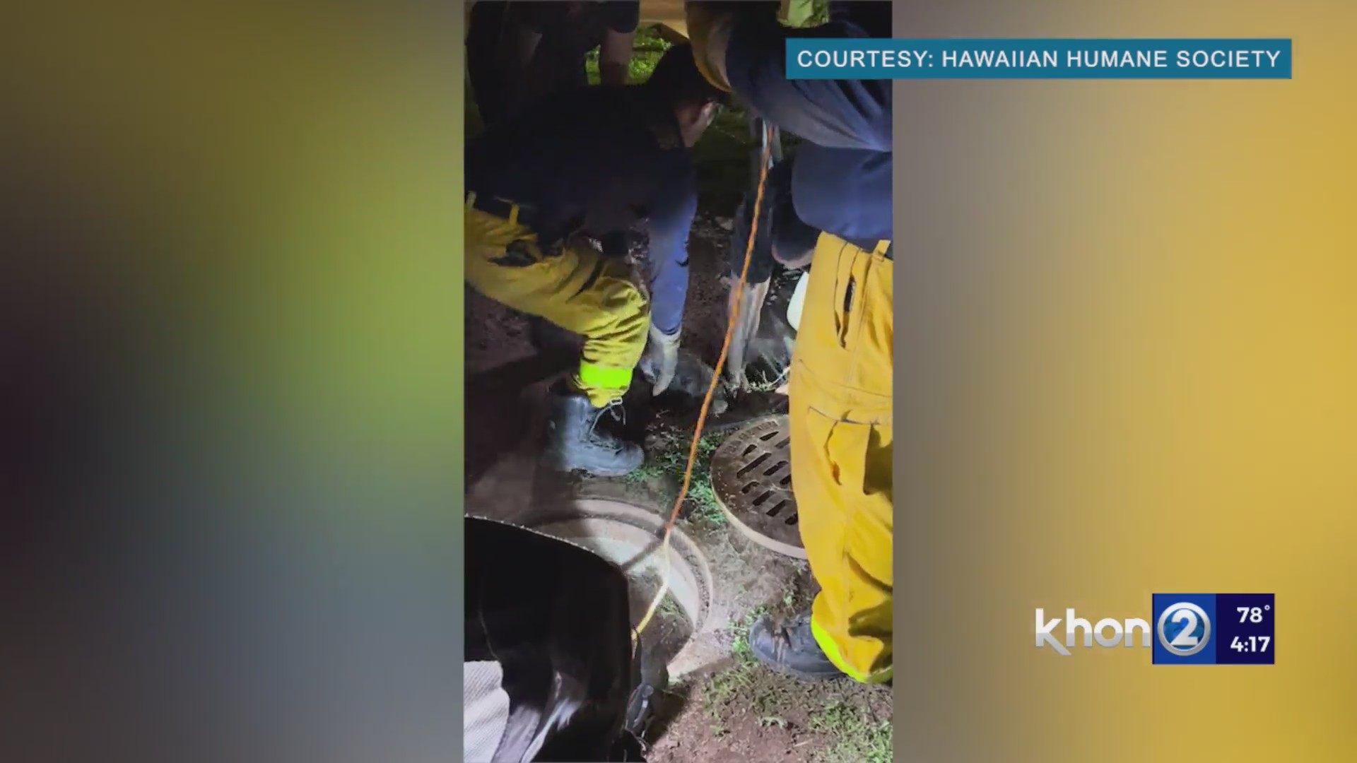A tail of teamwork: Dog rescued from storm drain – KHON2