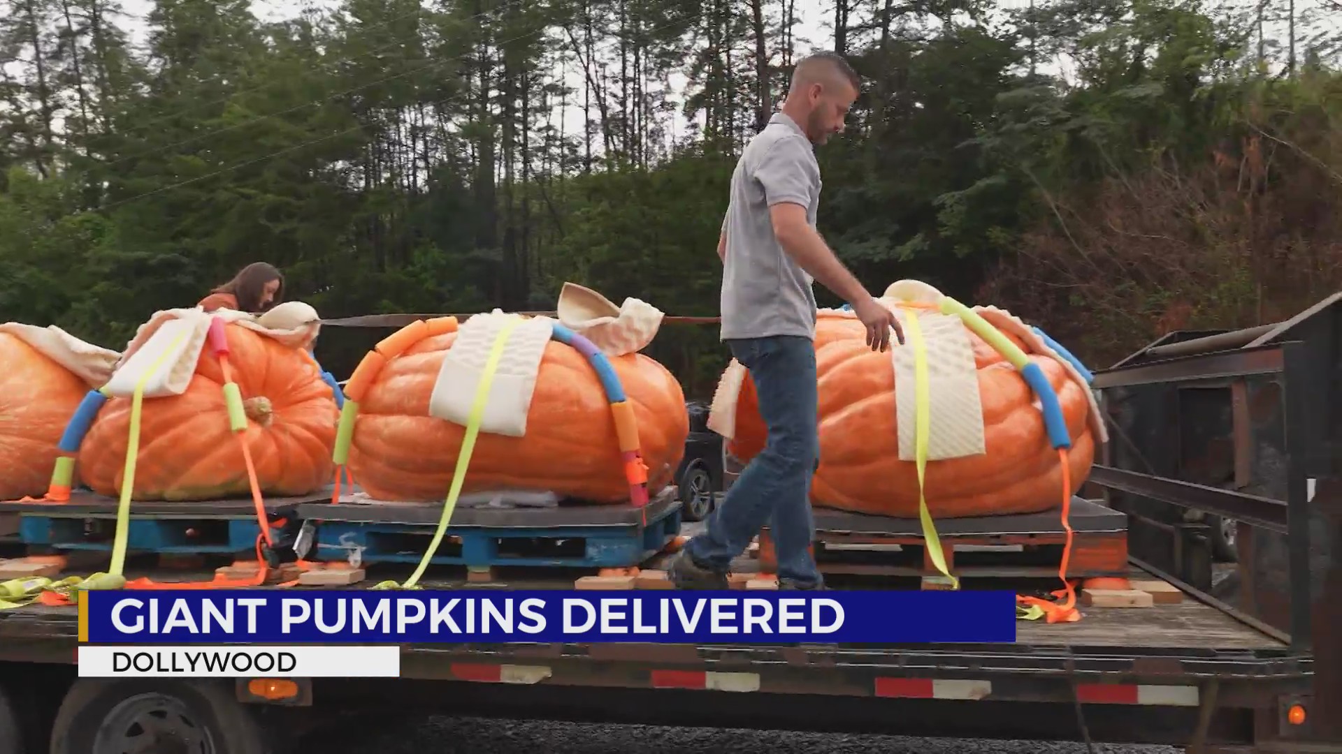 Ginormous pumpkins arrive at Dollywood from Tazewell, Va. family farm ...