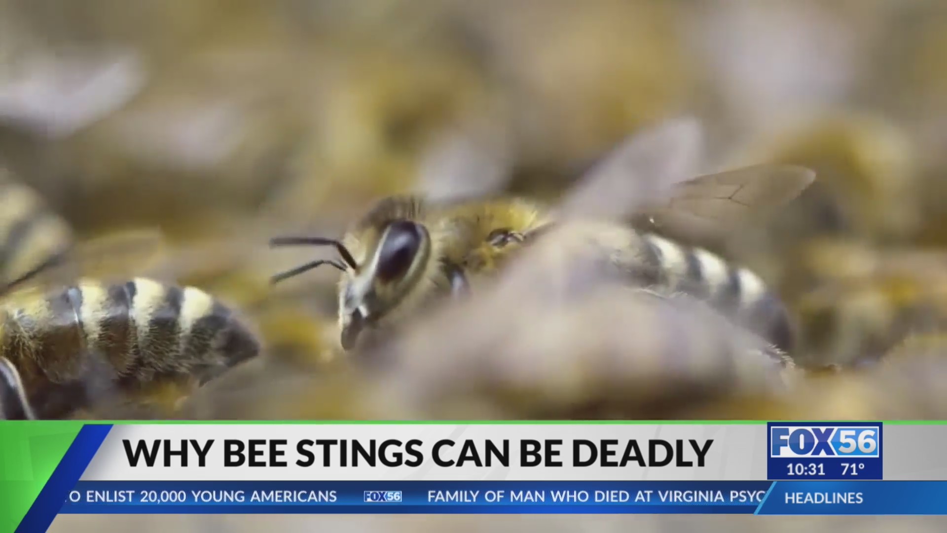 Doctor warns of dangers of bee attacks after Harlan County death – FOX ...
