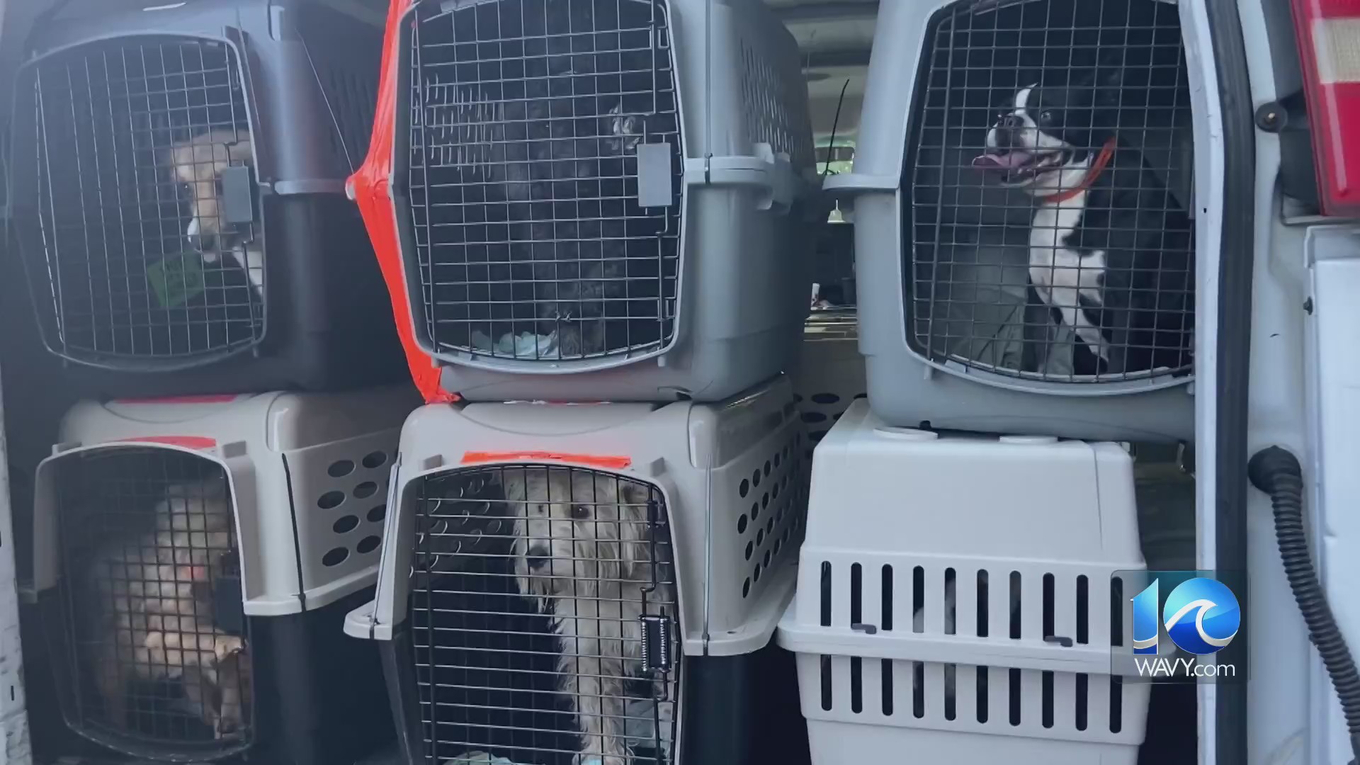 VBSPCA needs help after 23 dogs from Midwest arrive at shelter – WAVY.com