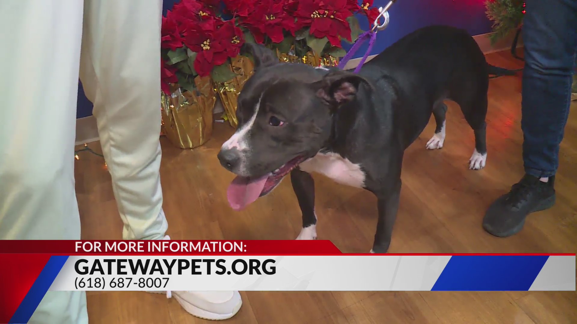 Give a pet forever home from Gateway Pets and Hotties Rescue – FOX 2