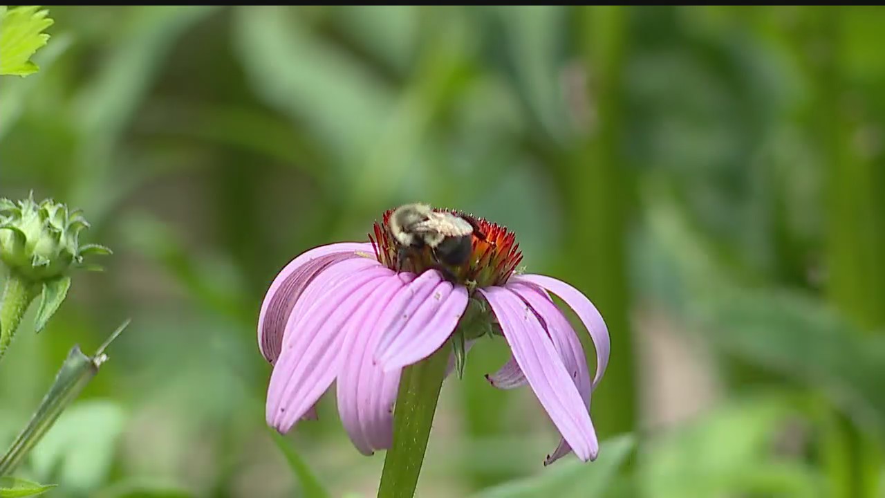 OSU experts worry insecticides upset local insect balance – WKBN.com