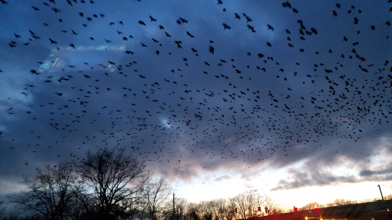 Troy, USDA work together to disperse crows – NEWS10 ABC