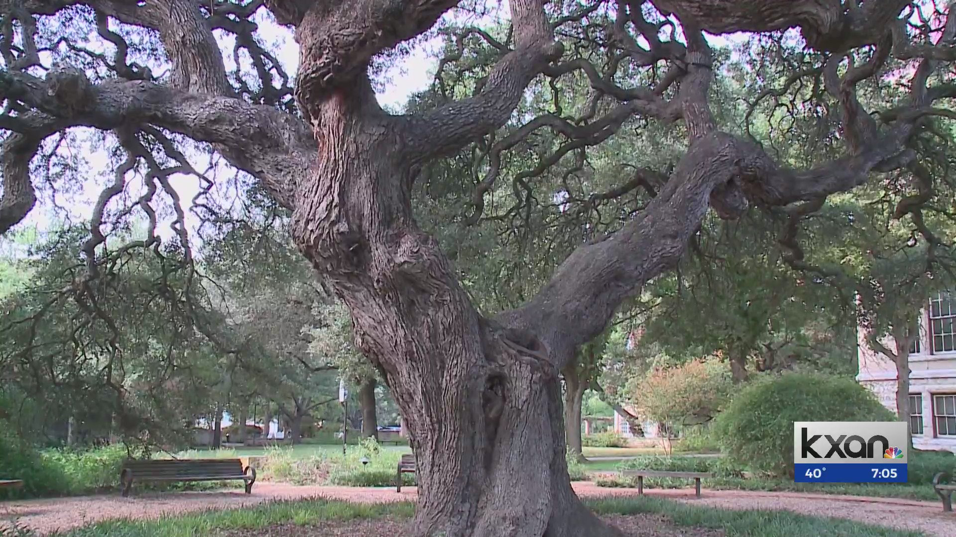 Austin 2022 Tree of the Year Awards honors popular tree at St. Edward’s ...