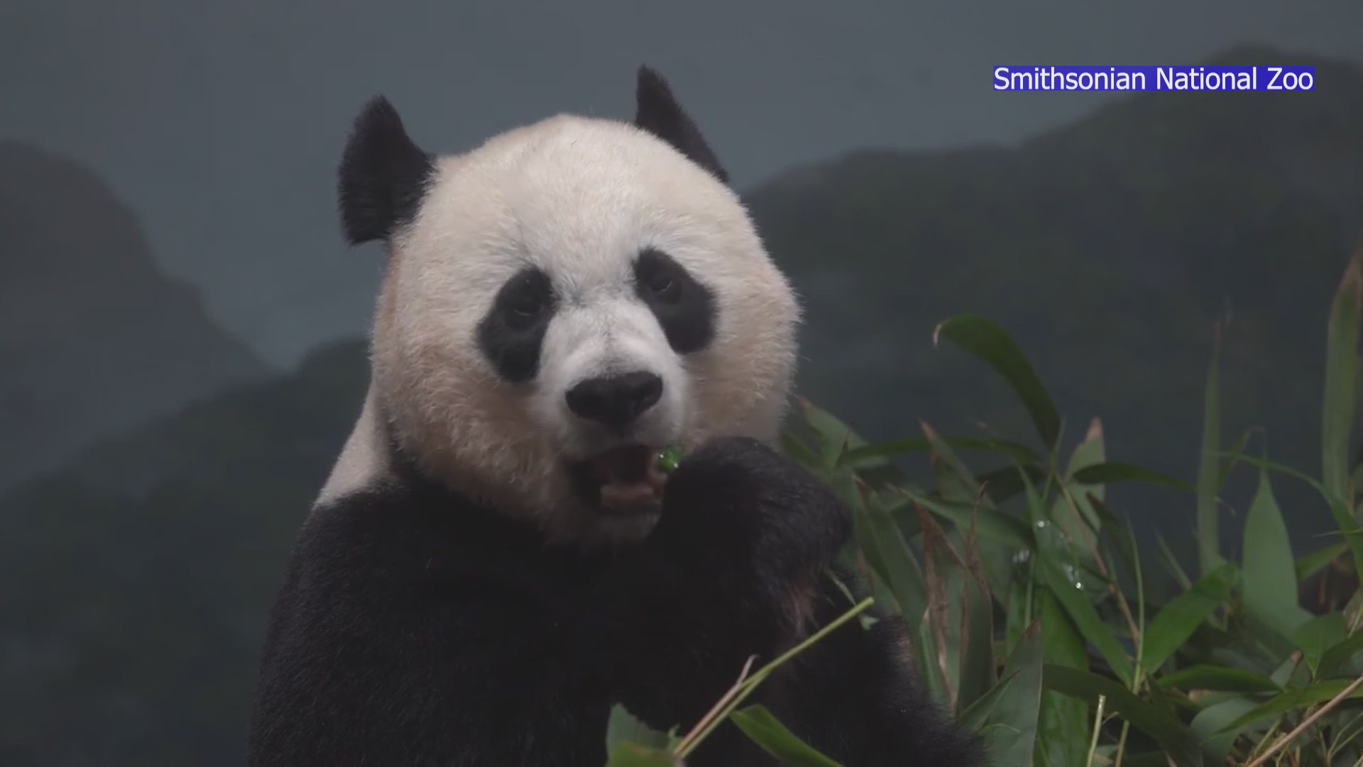 9@9: Why pandas don’t hibernate – WGN-TV