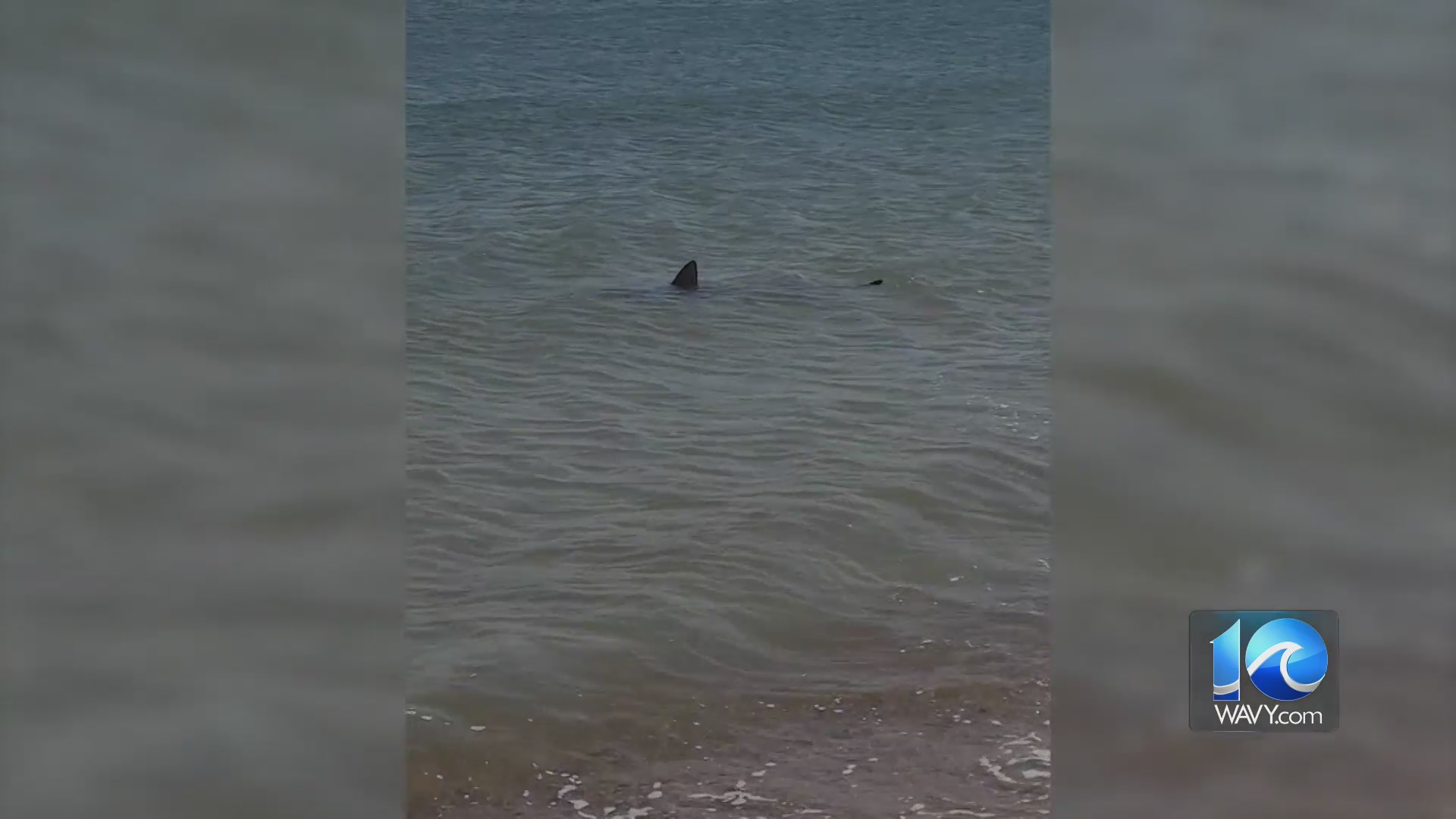 A shark made its way into bay near Lesner Bridge – WAVY.com