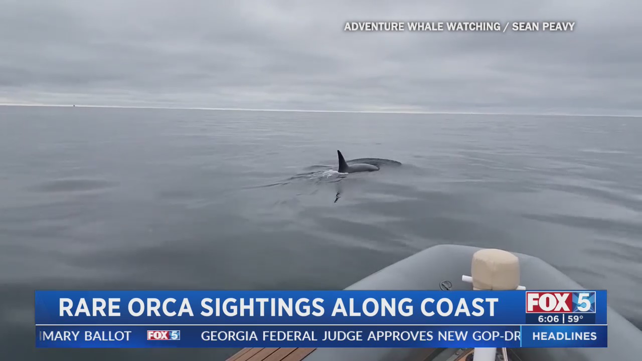 Rare Orca Sightings Along Coast – FOX 5 San Diego & KUSI News