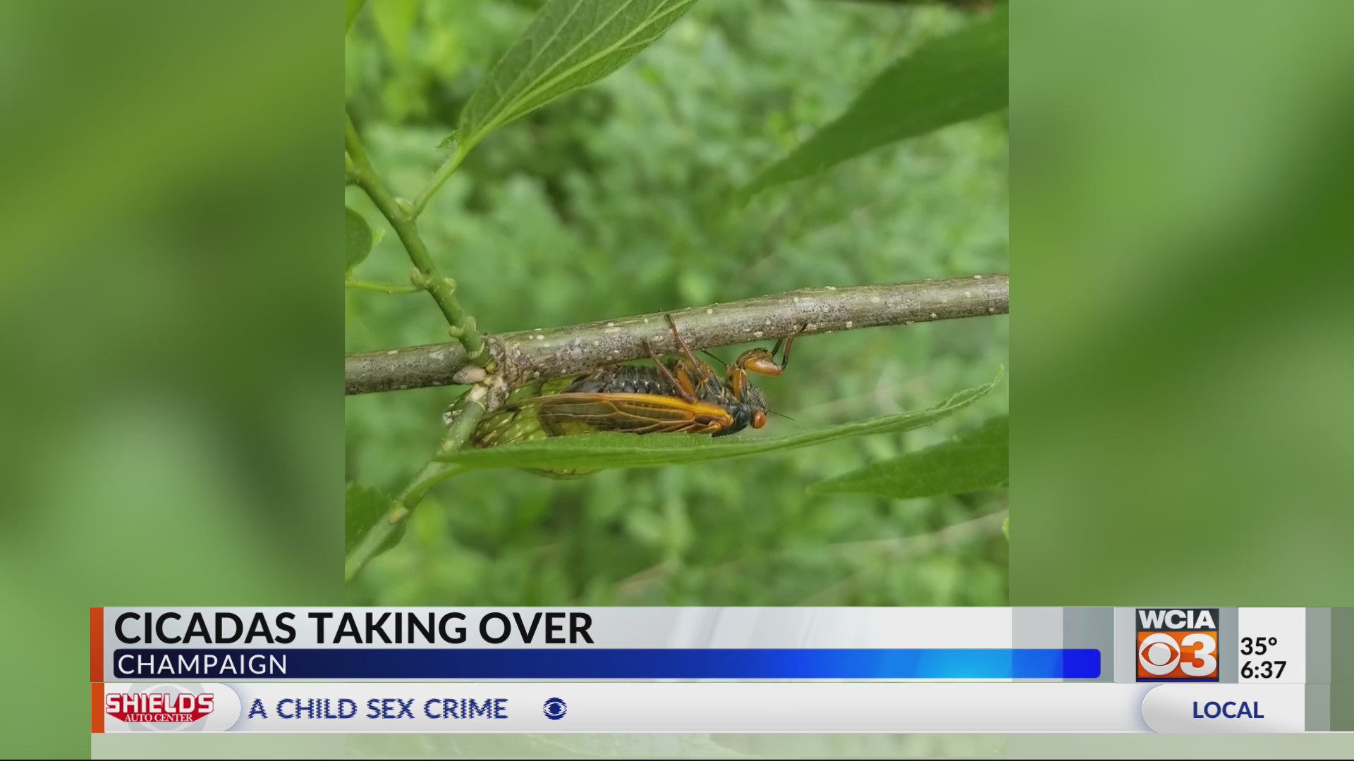 ‘Only happens every 221 years’: Rare cicada emergence expected in ...
